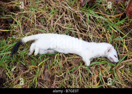 Stoat in white winter coat Mustela erminea Stock Photo: 16980301 - Alamy