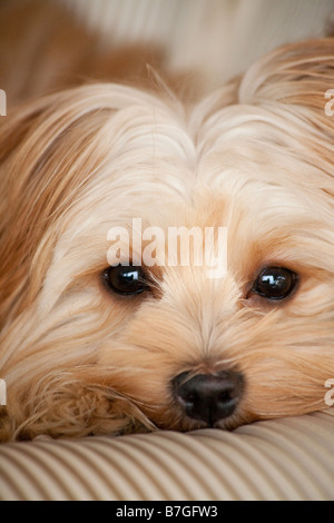 Yorkshire Terrier portrait, long-haired yorkie lying on the chair Stock ...