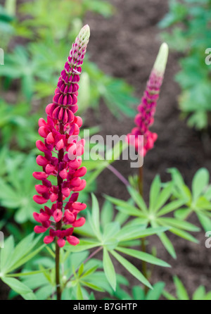 lupin 'The Page' (Lupinus 'The Page' Stock Photo - Alamy