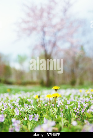 Dandelion and Aleutian violet Stock Photo - Alamy