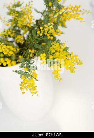 Mimosa pudica in pot Stock Photo - Alamy