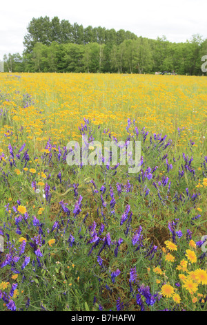 Wildflowers of Nova Scotia, Canada Stock Photo - Alamy