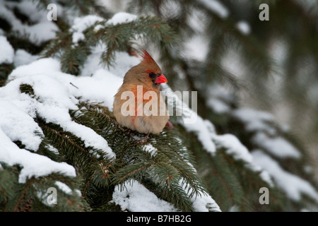 Northern Cardinal in fir tree Stock Photo - Alamy
