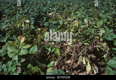 Potato plant suffering from severe magnesium deficiency Stock Photo - Alamy
