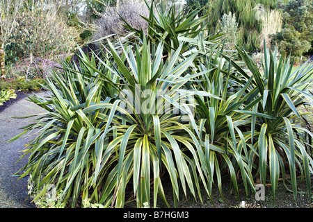 YUCCA RECURVIFOLIA MARGINATA AT RHS ROSEMOOR DEVON Stock Photo - Alamy