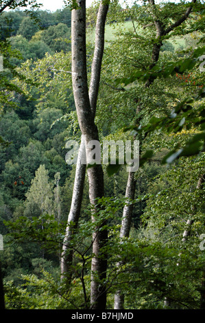 Intertwined trees in a forest Stock Photo - Alamy