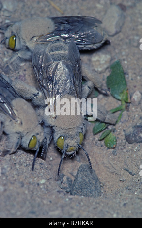 Digger Bees (Centris caesalpiniae) Males digging for virgin females for ...