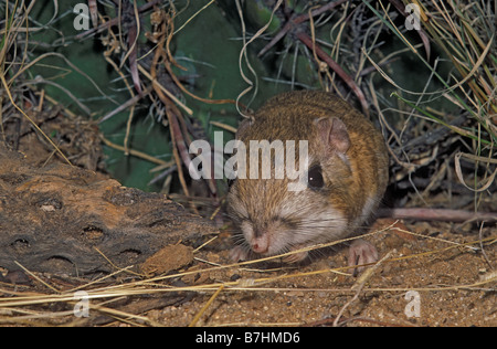Kangaroo Rat (Dipodomys spp) Arizona - USA - In burrow entrance Stock ...