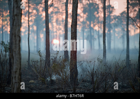 Controlled burn in the Big Cypress National Preserve in the Florida ...