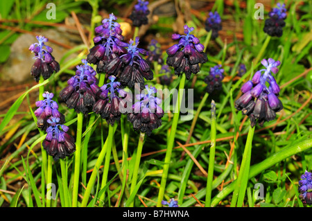 image of muscari commutatum Stock Photo - Alamy
