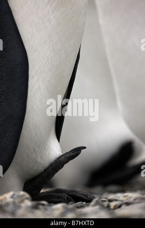 Foot of King Penguin Stock Photo - Alamy