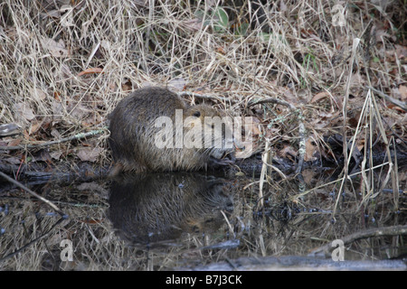 Nutria or coypu (Myocastor coypus) on the banks of the Vltava river in ...