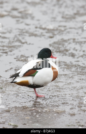 Male shelduck standing on one leg Stock Photo - Alamy