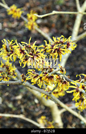 Hamamelis x Intermedia 'Orange Beauty' (Witch Hazel) a winter spring ...