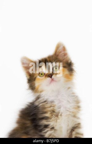 Cute KItten Portraits Stock Photo - Alamy