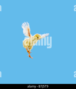 Yellow Chick. Baby Chicken. 'Flying' Stock Photo - Alamy