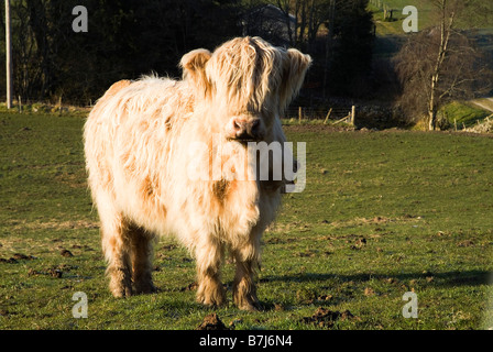 dh Highland cow COW UK Shaggy haired horned Highland cow in field ...