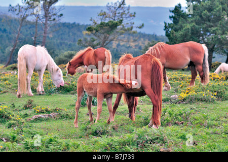 Five white horses (Equus ferus caballus) running and splashing in the ...