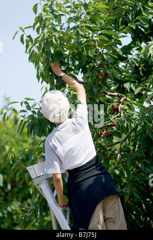 Lady on ladder picking cherries from cherry tree, Ontario Stock Photo ...
