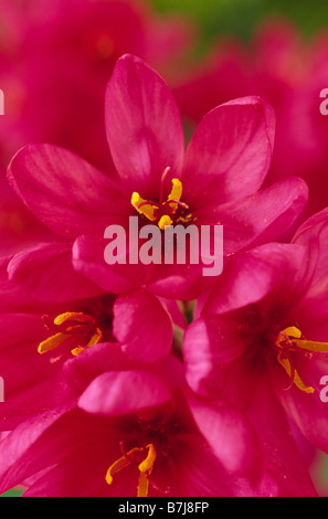 close-up of Corn Lilies Ixia viridiflora flower buds outdoor in sunny ...