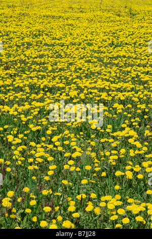 yellow dandelions bloom in a field with green grass in spring, spring ...