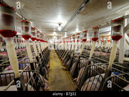 Pig farming, growing pigs, with automatic feeders on slats in indoor ...