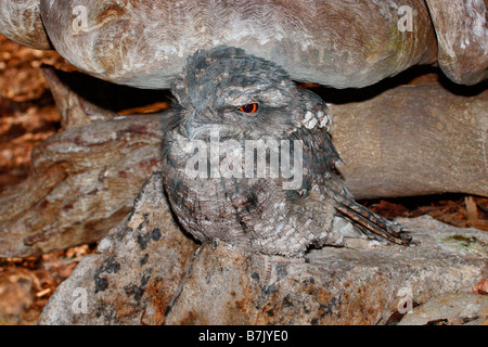 Australian Marbled Frogmouth, Podargus ocellatus, nocturnal bird on the ...