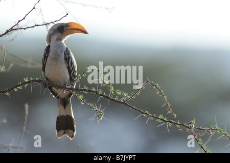 Eastern yellow-billed hornbill (Tockus flavirostris). Male, displaying ...