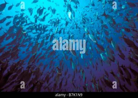 Creole fish, Paranthias furcifer, Caribbean, Atlantic Ocean Stock Photo ...