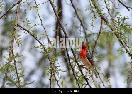 Red-headed Weaver (Anaplectes rubriceps rubriceps Stock Photo - Alamy