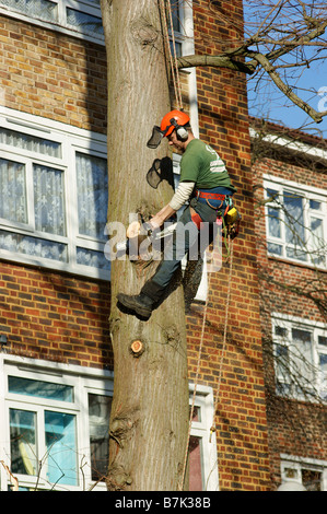 Surgeon man in red helmet cutting sycamore tree Stock Photo - Alamy
