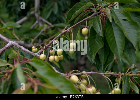 Unripe green cherry tree ripening in summer sunset in organic gardening ...