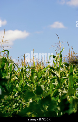 Corn stalks in field against blue sky Stock Photo - Alamy