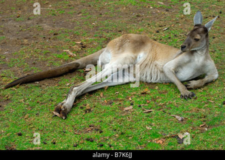Kangaroo Lying Down Stock Photo - Alamy