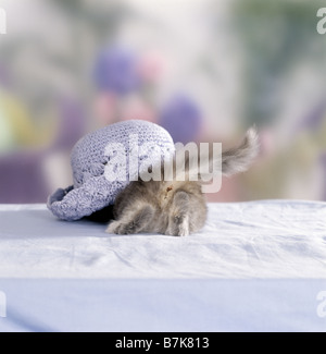 kitten under hat Stock Photo - Alamy