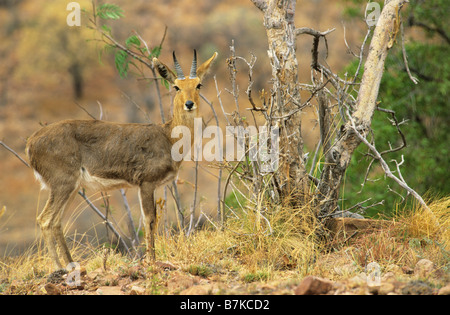 Mountain Reedbuck (Redunca fulvorufula) Marakele National Park, South ...