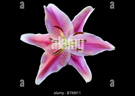 Stargazer Lily on Black Background Stock Photo - Alamy
