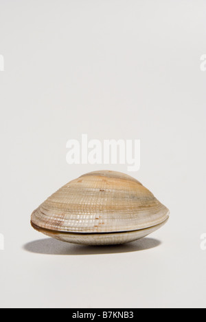 shell of clam mollusc close up isolated on white Stock Photo - Alamy