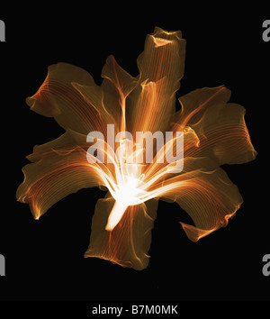 A Lilly flower Stock Photo - Alamy
