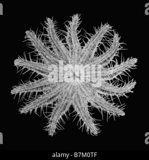 An X ray of a Crown of Thorns Starfish Acanthaster planci Stock Photo ...