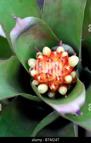 Close up of an orange Bromeliad flower Stock Photo - Alamy