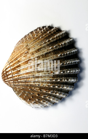 one single scallop shells seashell white background cutout detail ...
