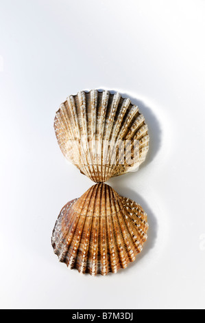 two scallop shells seashell white background cutout detail closeup ...