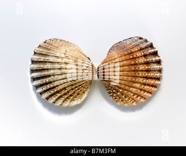 two scallop shells seashell white background cutout detail closeup ...
