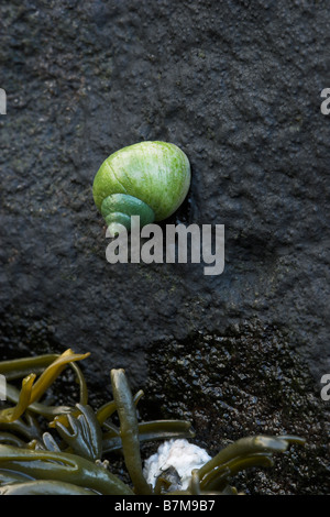 Rough Periwinkle Littorina saxatilis Isle of Skye UK Stock Photo - Alamy