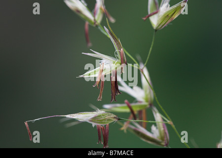 Common Bent grass Agrostis capillaris in a meadow near Monyash Stock ...