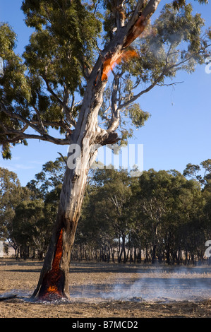 Tree burning, eucalyptus gumtree on fire Stock Photo - Alamy