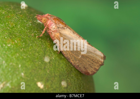 Macadamia nutborer moth Stock Photo - Alamy