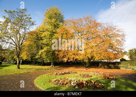 Colourful Autumnal beech tree Westexe Park Tiverton Devon England UK ...