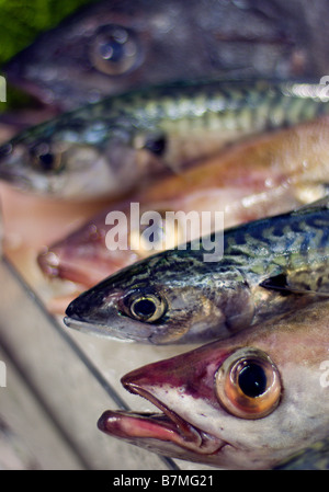 Fresh fish displayed on the fishmongers counter at a Morrison's ...